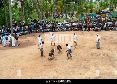 Audience watching Goat fighting game, Madurai, Tamil Nadu, South India ...