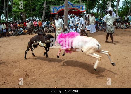 Kidaai Muttu Goat fighting near Madurai, Tamil Nadu, South India, India ...