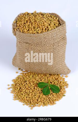 Fenugreek seed, Fenugreek seed, Greek fenugreek (Trigonella foenum ...