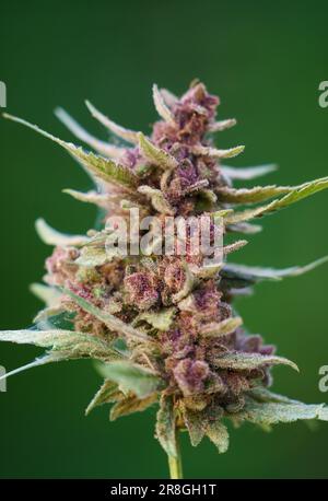 Cannabis bush close-up. Cultivation of hemp fields. Irrigation and ...