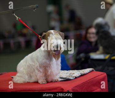 A Sealyham Terrier at the UK Vulnerable Native Breeds show Stock Photo ...
