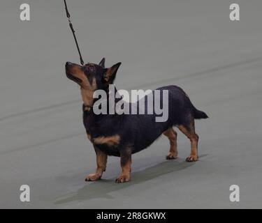 A Lancashire Heeler dog at the UK Vulnerable Native Breeds show Stock ...