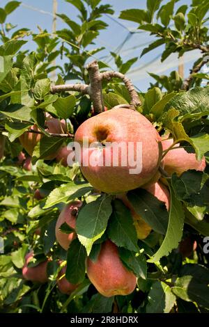 Cuneo, Piedmont, Italy: plants of apples at summer with mountains in ...