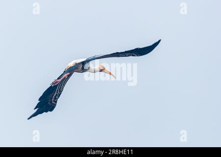 A painted Stork flying in sky Stock Photo - Alamy