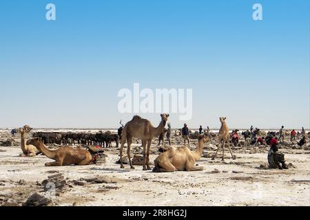 Asale Salt Lake. Danakil. Ethiopia Stock Photo - Alamy