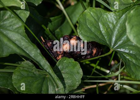 Roe Deer droppings Stock Photo - Alamy
