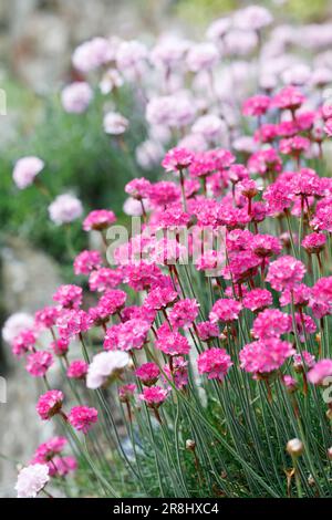 Armeria maritima flower, close up Stock Photo - Alamy