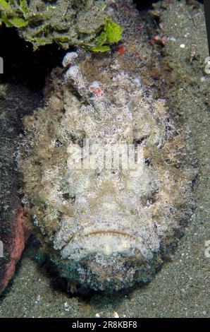 Reef Stonefish, Synanceia verrucosa, Laha dive site, Ambon, Maluku ...