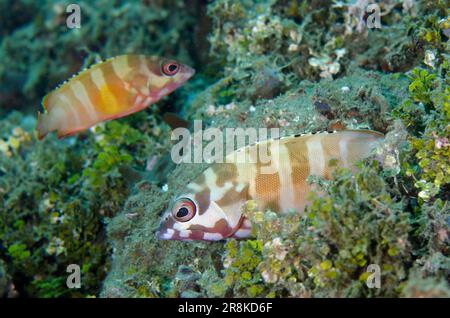 Blacktip Grouper, Epinephelus fasciatus, Laha dive site, Ambon, Maluku ...
