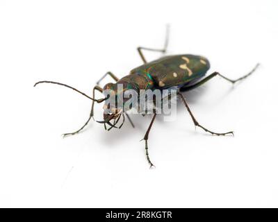 A Western Tiger Beetle; Cicindela oregona; is perched on a light grey ...