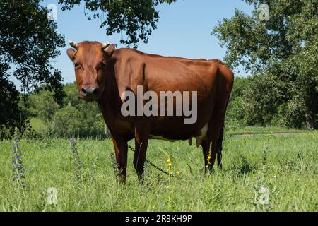 brown cow on a chain grazes on the grass Stock Photo - Alamy