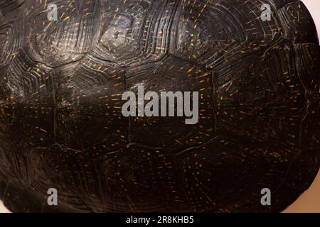 Empty shell of tortoise isolated on white background Stock Photo - Alamy