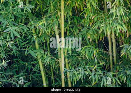 Bamboo grove with a stockade of trunks and a rich green color of leaves ...
