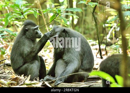 A Cebeles crested macaque (Macaca nigra) is groomed by another ...