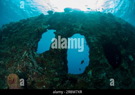 Wreck windows with fish, Liberty Wreck dive site, Tulamben, Karangasem ...