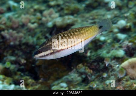 Three-lined Wrasse, Stethojulis trilineata, Tanjung Usi 2 dive site ...