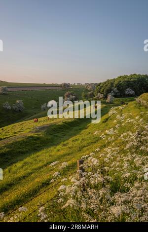 Huggate Dykes Bronze Age earthwork dykes and ditches in the Yorkshire ...