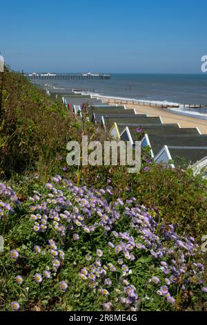 Beach Huts with cliff flora in the foreground at Southwold on East ...
