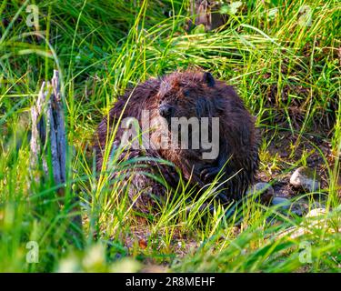 An beaver sitting on his rear end scratching and rubbing his fur Stock ...