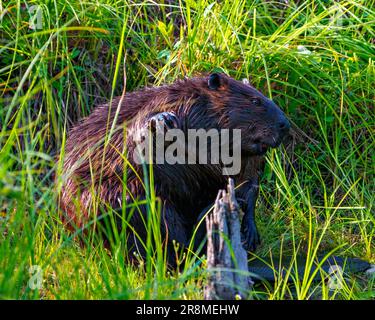 Beaver close-up sitting on his rear end and grooming its fur with a ...