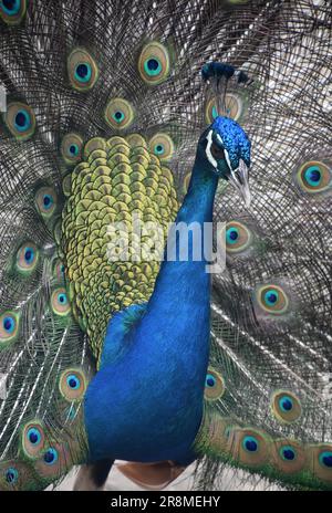 Pretty cobalt blue peafowl with feathers down and not in extension ...