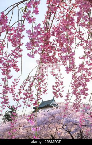 Shidare sakura cherry blossom branch with Kyoto town view from Kiyomizu ...