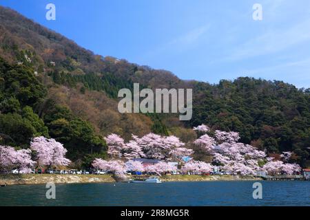 Row of cherry trees in Kaizu-Osaki Stock Photo - Alamy