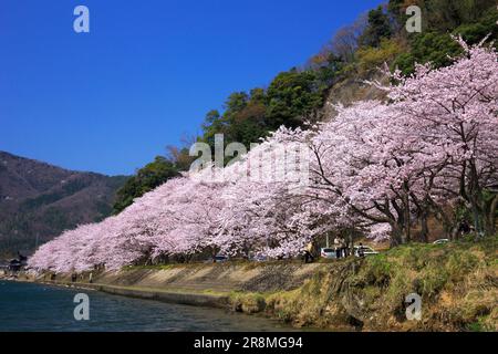 Row of cherry trees in Kaizu-Osaki Stock Photo - Alamy