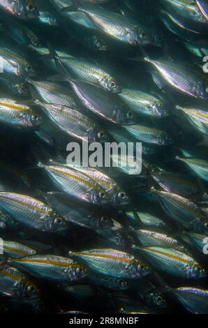 School of Herring Scad, Alepes vari, under jetty with sun, Cendana ...