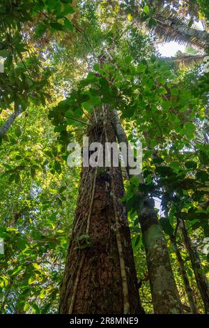 Vertical photo looking at the sky of a dense primary forest in the ...
