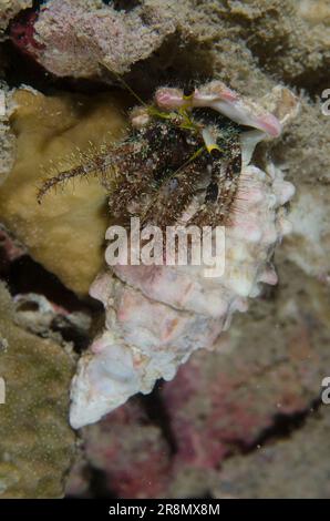 Dark Knee Hermit Crab, Dardanus lagopodes, in shell with Snapping ...