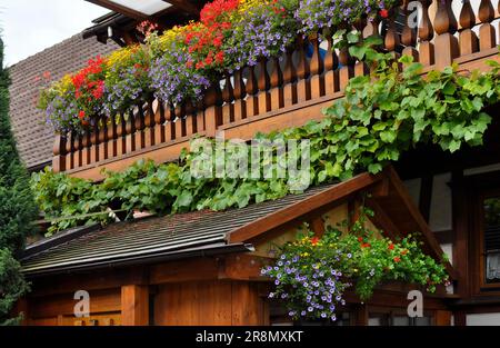 North, Black Forest : Loffenau, overgrown balcony with flowers Stock ...