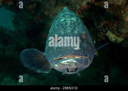 Portrait of potato grouper (Epinephelus tukula) . Dive site Sodwana Bay ...