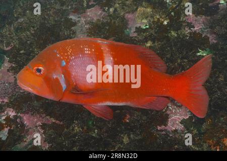 Red sea bream (Chrysoblephus laticeps), False Bay dive site, Cape of ...
