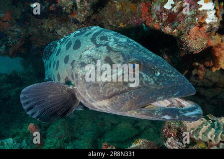 Potato grouper (Epinephelus tukula) with open mouth, solid blue ...