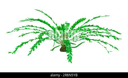 3D rendering of a green Encephalartos ferox cycad isolated on white ...