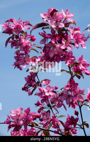 Purple, Crabapple, Malus "Royal Raindrops Stock Photo - Alamy