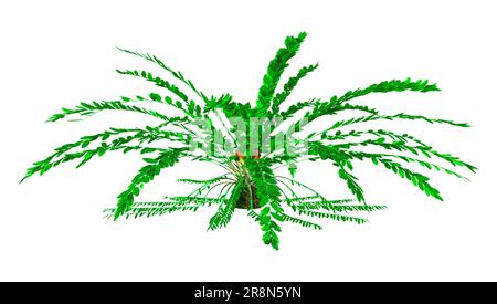 3D rendering of a green Encephalartos ferox cycad isolated on white ...