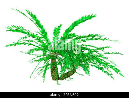 3D rendering of a green Encephalartos ferox cycad isolated on white ...