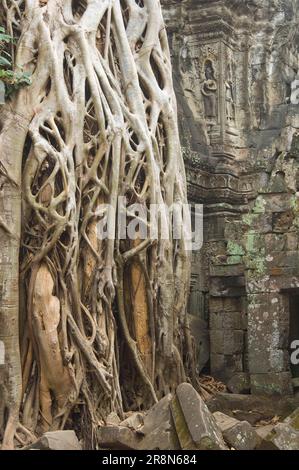 Tree roots growing among the ruins at the Ta Prohm temple, Siem Reap ...