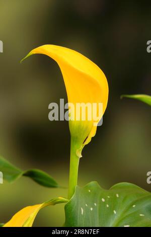 ZANTEDESCHIA ELLIOTTIANA. GOLDEN ARUM LILY Stock Photo - Alamy