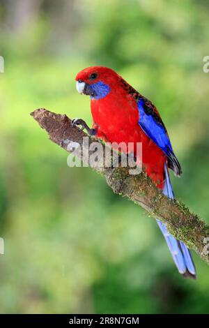 Pennant's Rosella, Lamington national park, Queensland, Australia ...