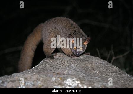 Thick-tailed Bushbaby, Itala Game Reserve, South Africa (Galago ...