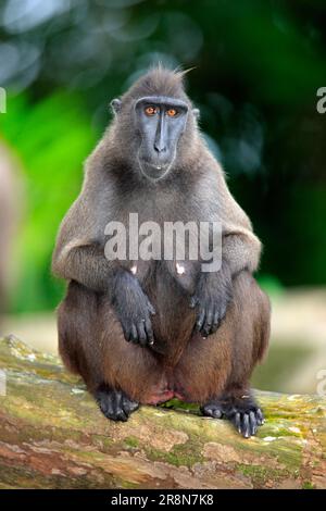 A Sulawesi crested-black macaque (Macaca nigra) shows a scream-like ...