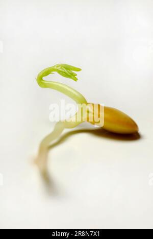 Lentil (Lens culinaris) germ, seed, sprout Stock Photo - Alamy