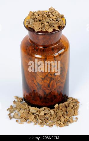 Himalayan embossed root (Aucklandiae Radix), Mu Xiang, cutout, object ...