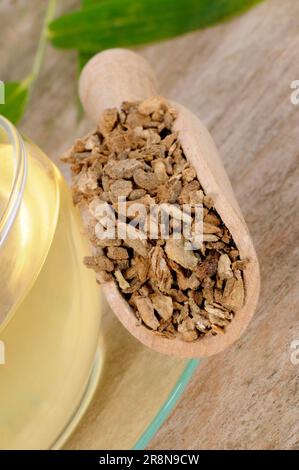 Cup of Himalayan Chardroot Tea (Aucklandiae Radix), Mu Xiang, Himalayan ...