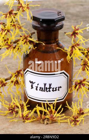 Virgin (Hamamelis virginiana) witch hazel ointment, witch hazel ...