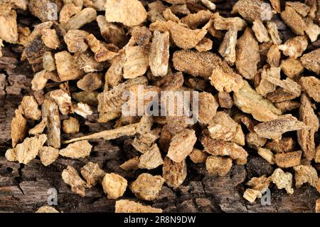 Cup Himalayan embossed root tea (Aucklandiae Radix), Mu Xiang ...