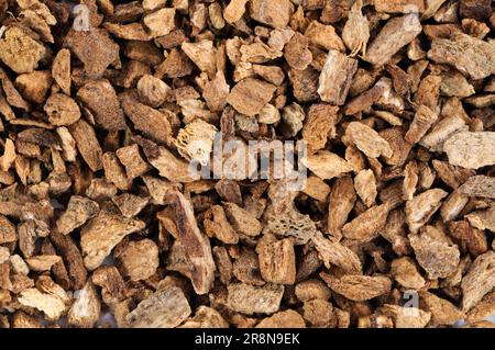 Himalayan crenel root (Aucklandiae Radix), Mu Xiang Stock Photo - Alamy